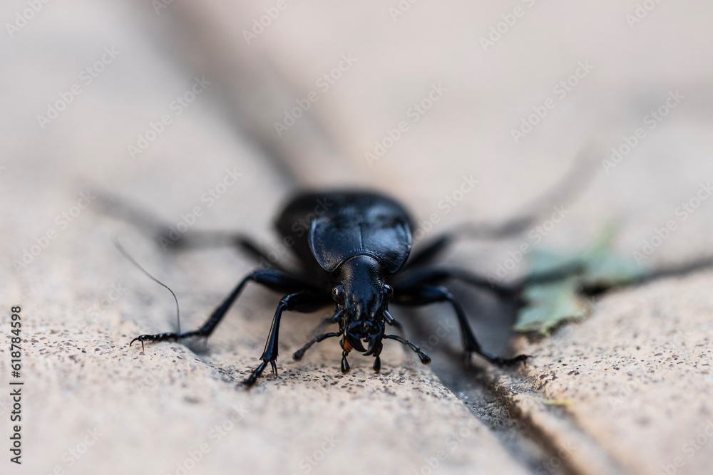 Carabus coriaceus, known as the Leather Beetle, that captivates with ...