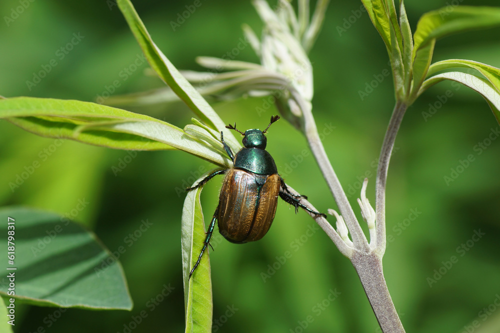 Dune chafer (Anomala dubia). Family Scarabs, scarab beetles ...