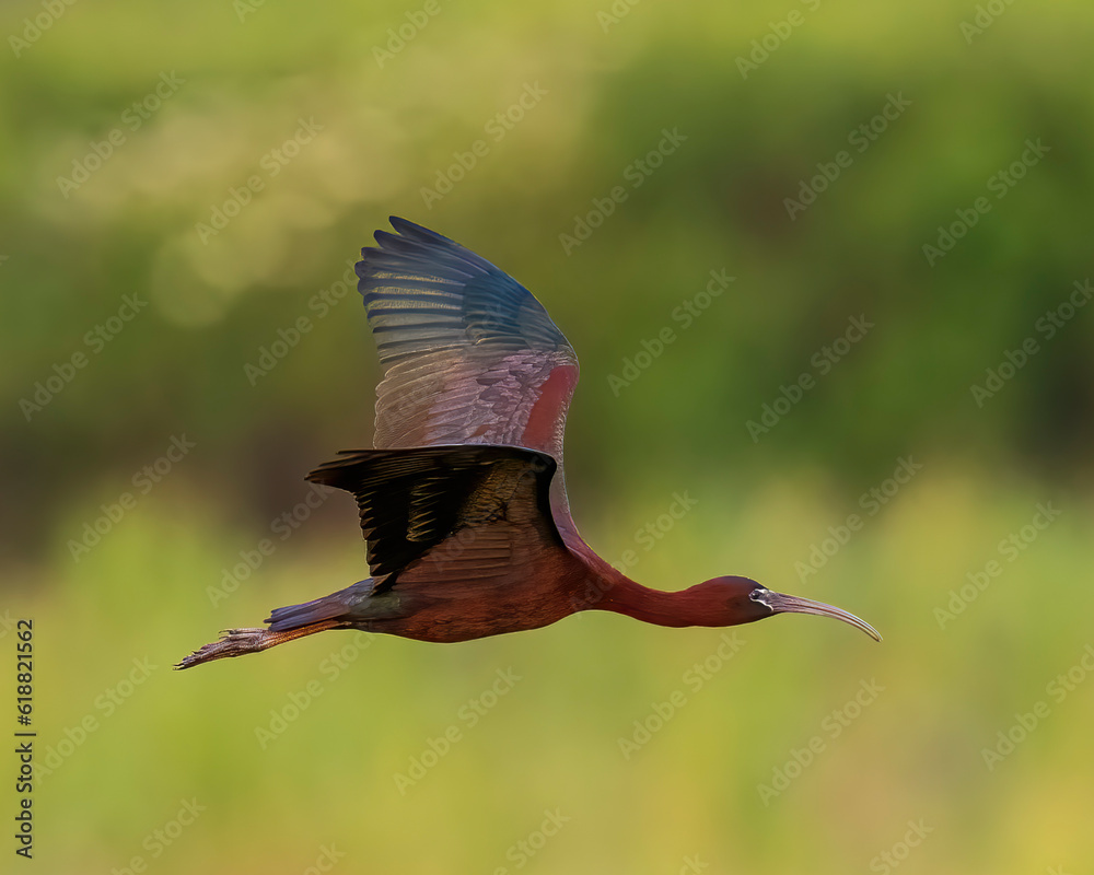 This Glossy Ibis is flying with its wings up against a background of ...