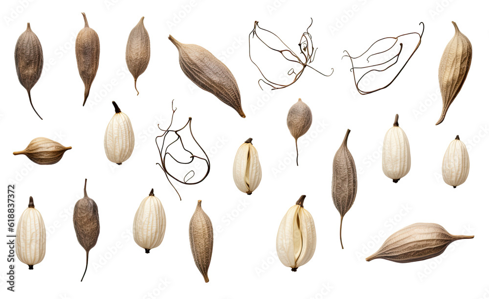 collection of seed pods and buds isolated on a transparent background ...