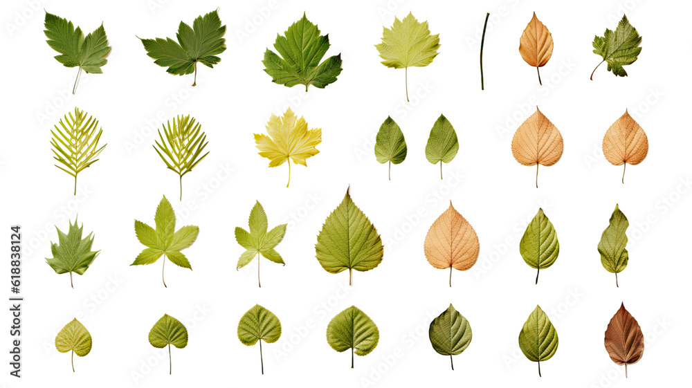 collection of leaves flowers isolated on a transparent background ...