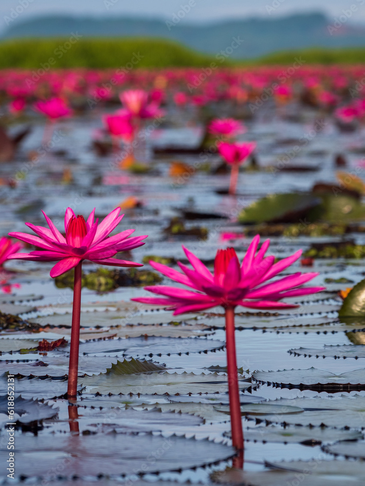landscape front view of the field. floer red pink lotus blossoms look ...
