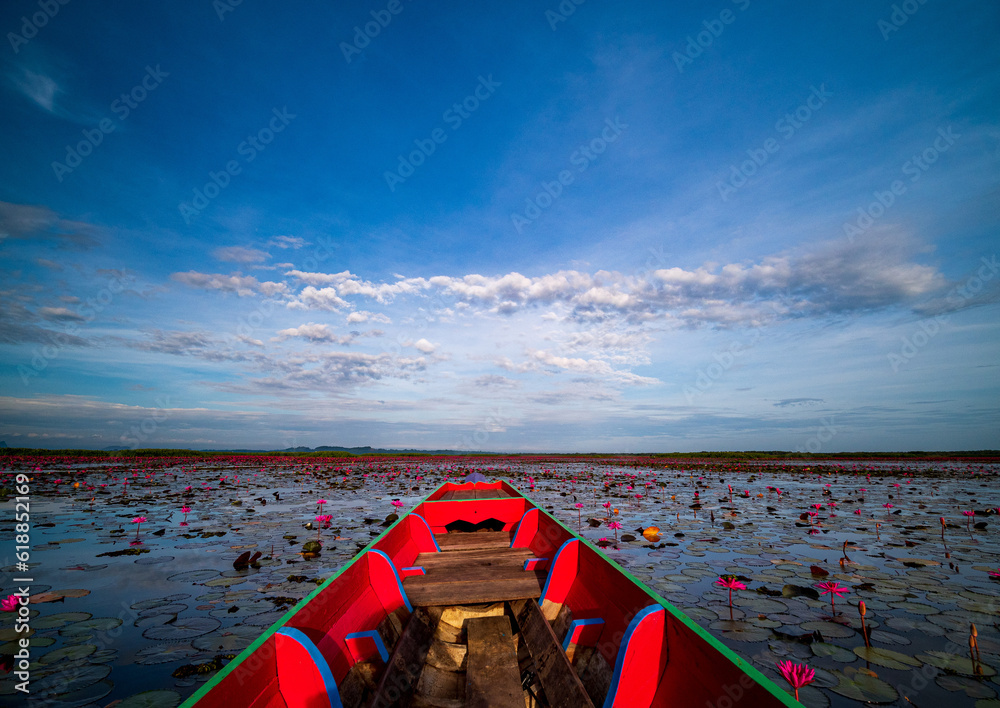 landscape front view of the field. floer red pink lotus blossoms look ...