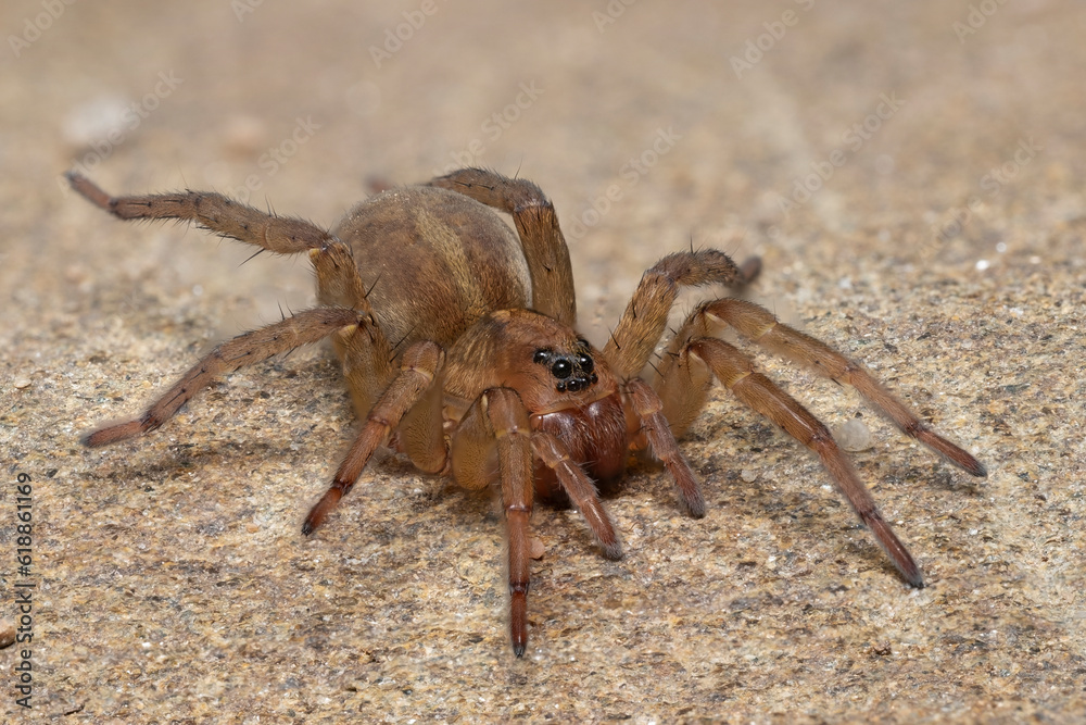 high resolution, selective focus, Trochosa ruricola wolf spider showing ...