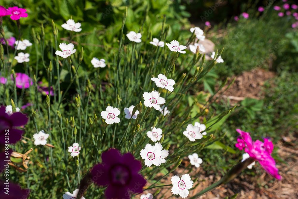 Fotografia do Stock: Dianthus deltoides, carnation pink flowers ...