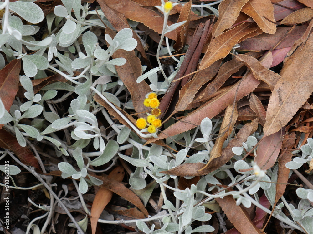 Saltwort Flower, Taxandria Iinnearifolia, Otanthus, Scaevola, Clusters ...