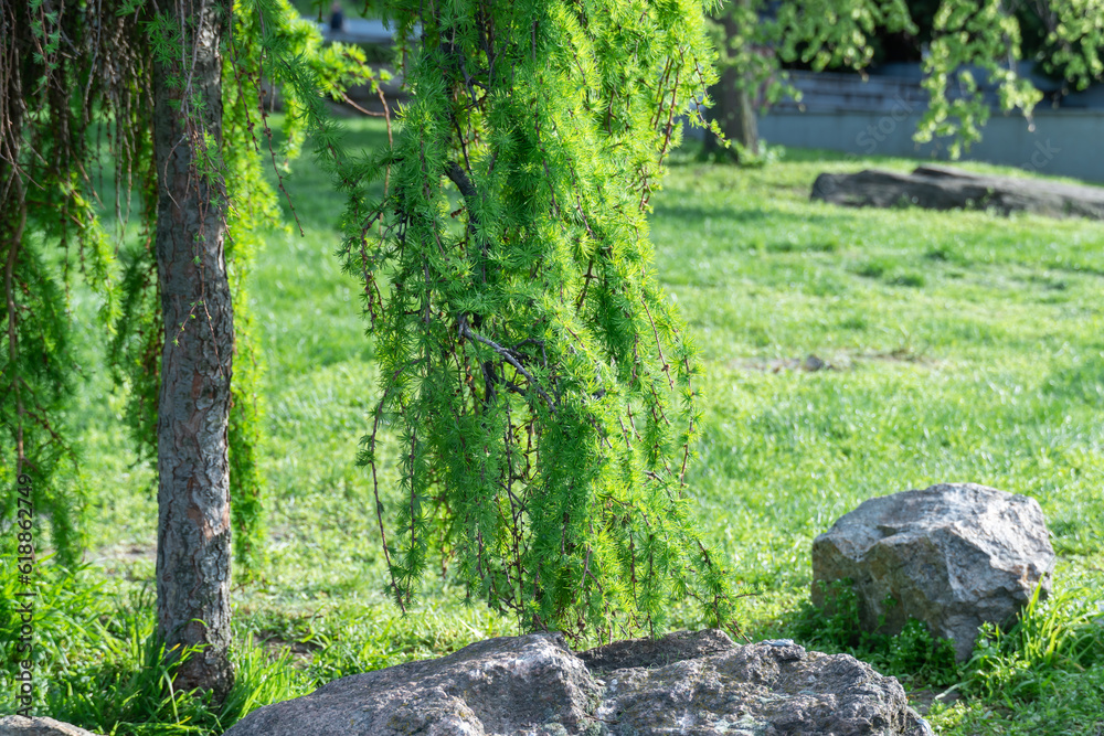 Coniferous tree of stiff weeping japanese larch in spring park ...