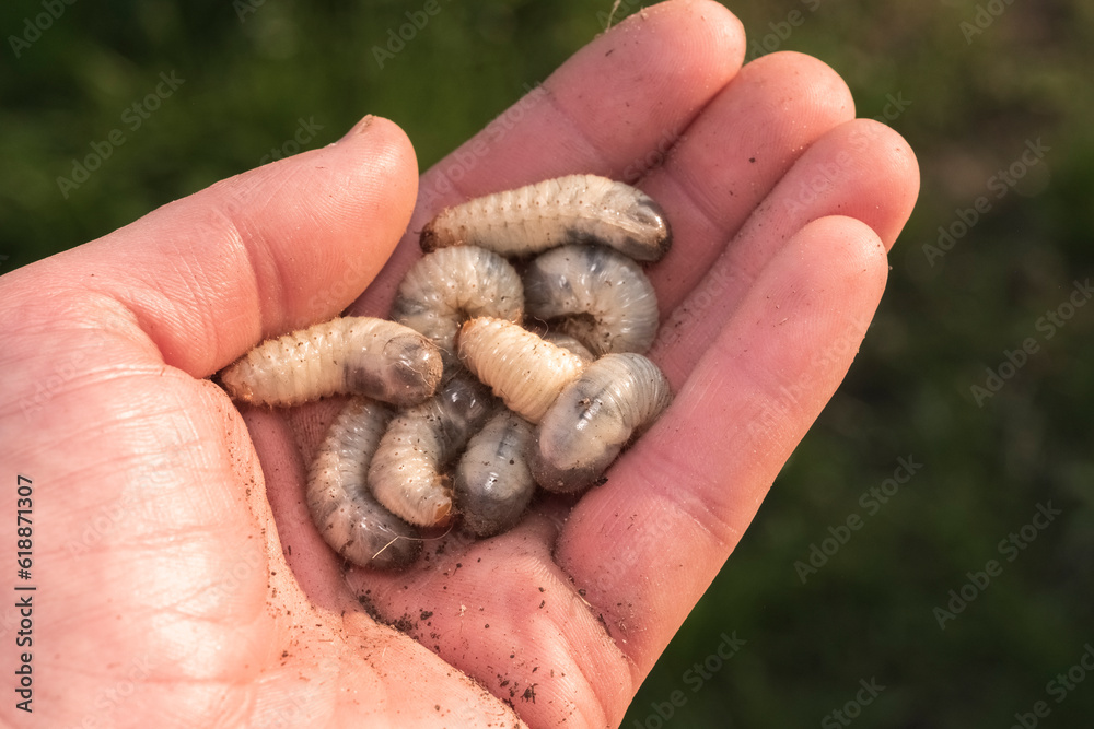 Larvae garden pests. Top view close-up of many Scarab beetle larva or ...