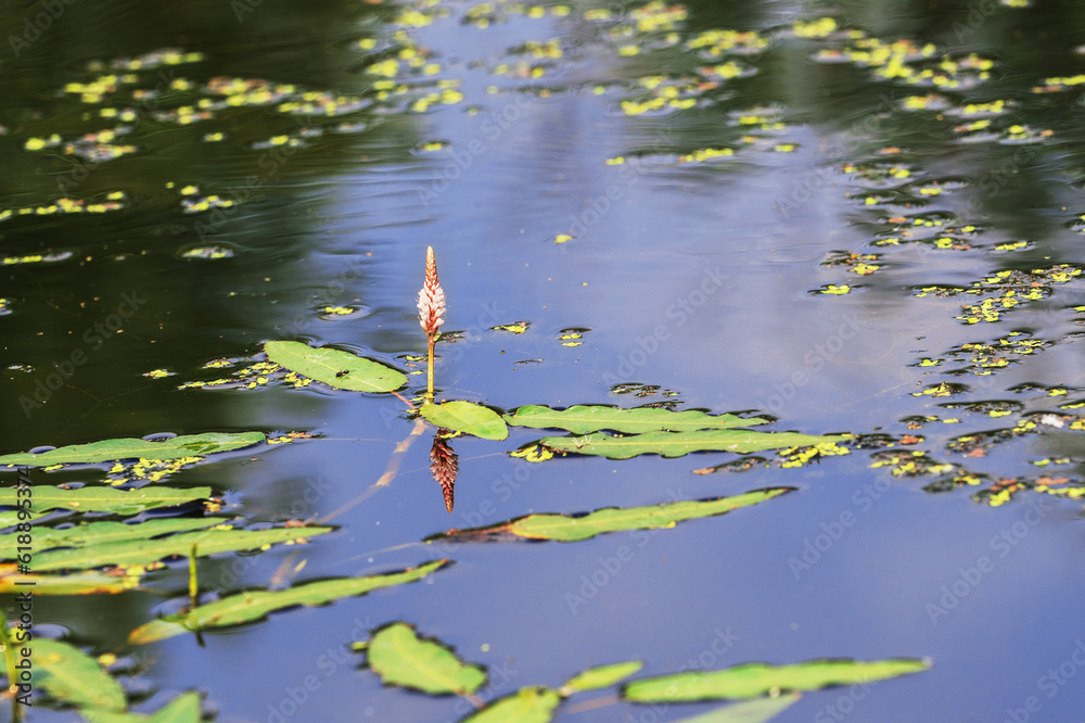 Longroot smartweed flower on water surface. Persicaria amphibia, water ...