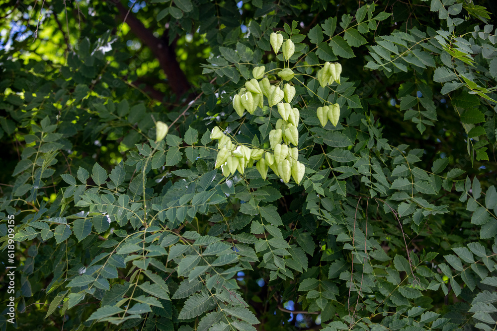 Soft green seed pods of Koelreuteria paniculata. Butterfly lamp ...