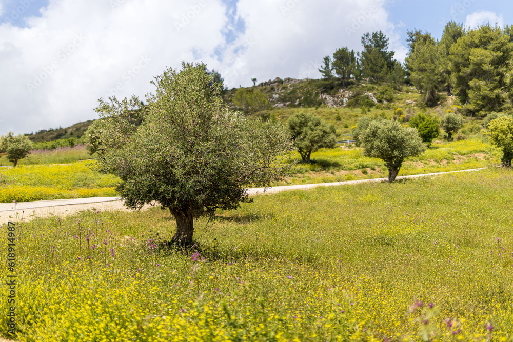 Mount Meron is a mountain in the Upper Galilee region of Israel. It has ...