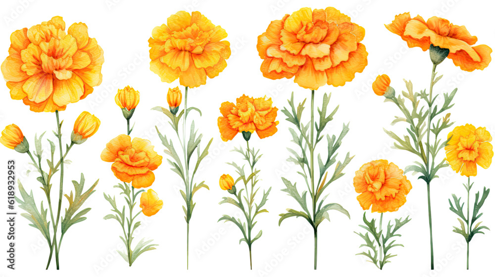 a collection of watercolor marigolds flowers isolated on a transparent background, generative ai ...