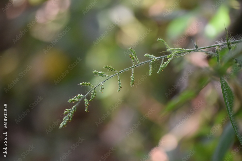 Echinochloa colona, commonly known as jungle rice, deccan grass, or ...
