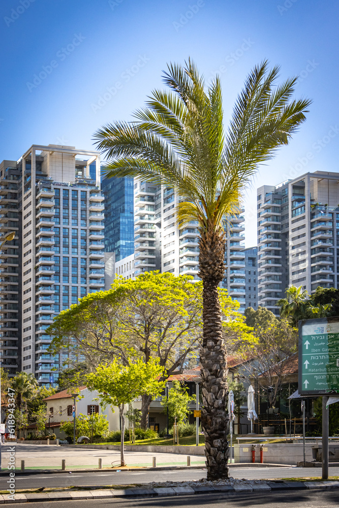 modern skyline of Tel Aviv with palm trees, Israel, skyscrapers, urban ...