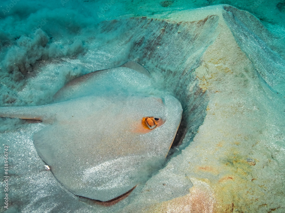 Large stingray sifting trough sand in the Red Sea, Egypt. Underwater ...