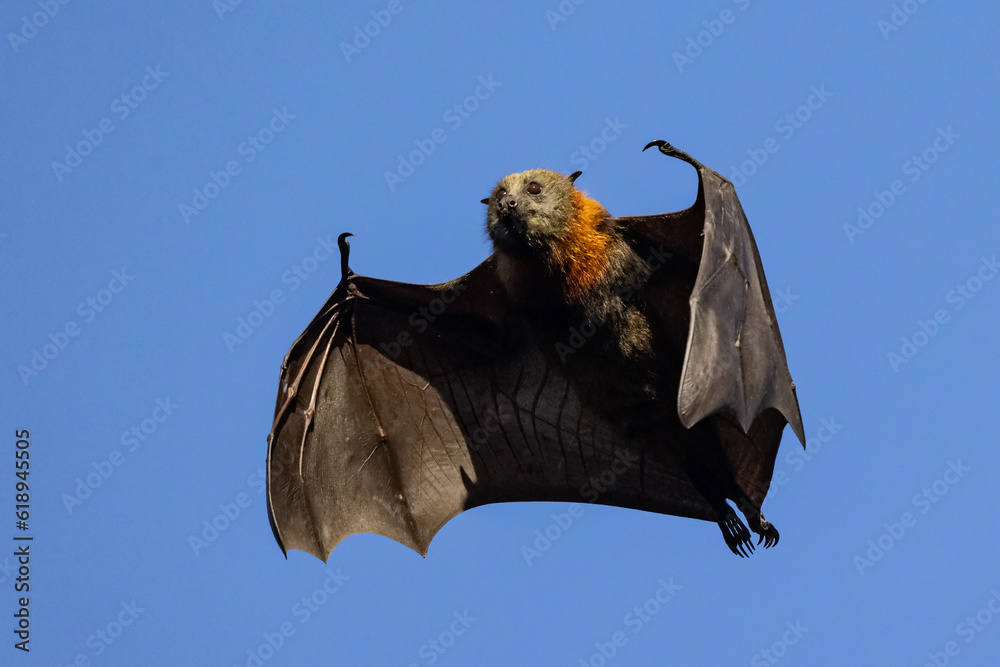 Australian Grey-headed Flying Fox in flight Stock Photo | Adobe Stock
