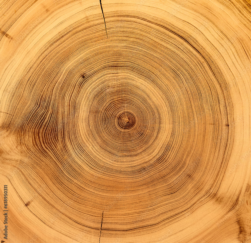 Detailed blue cut wood tree background with circle growth rings pattern ...