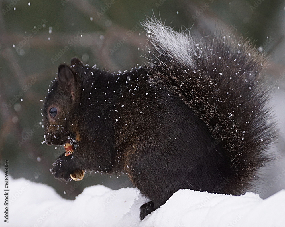 Very special black squirrel with white tail.Tail was cut off and hair ...