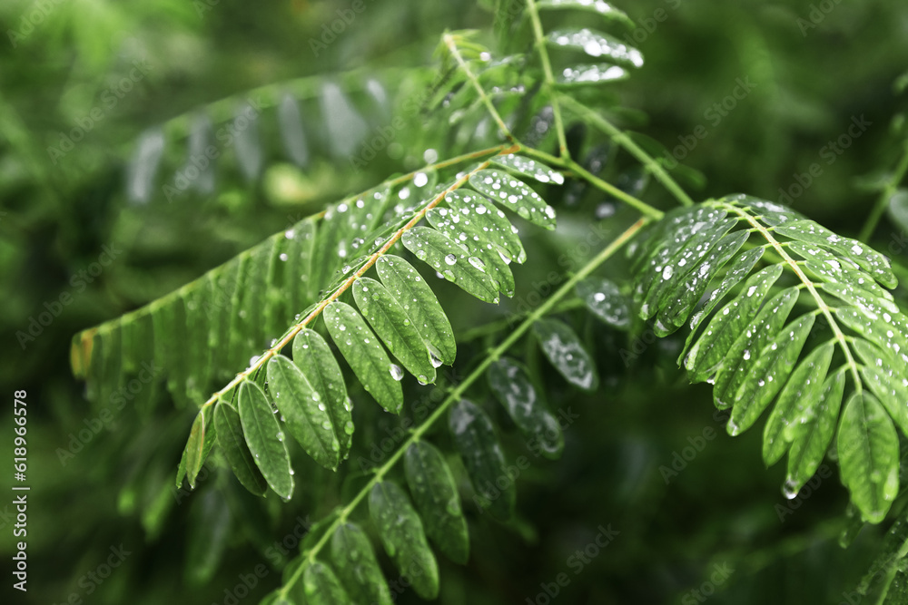 Green branches tree after rain, water drops shiny at sunlight, silver ...