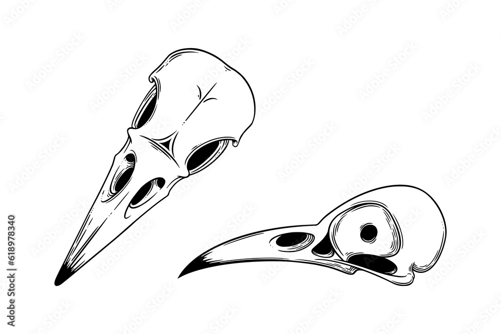 Crow skull sketch fornt and side view. Halloween skull for spooky ...