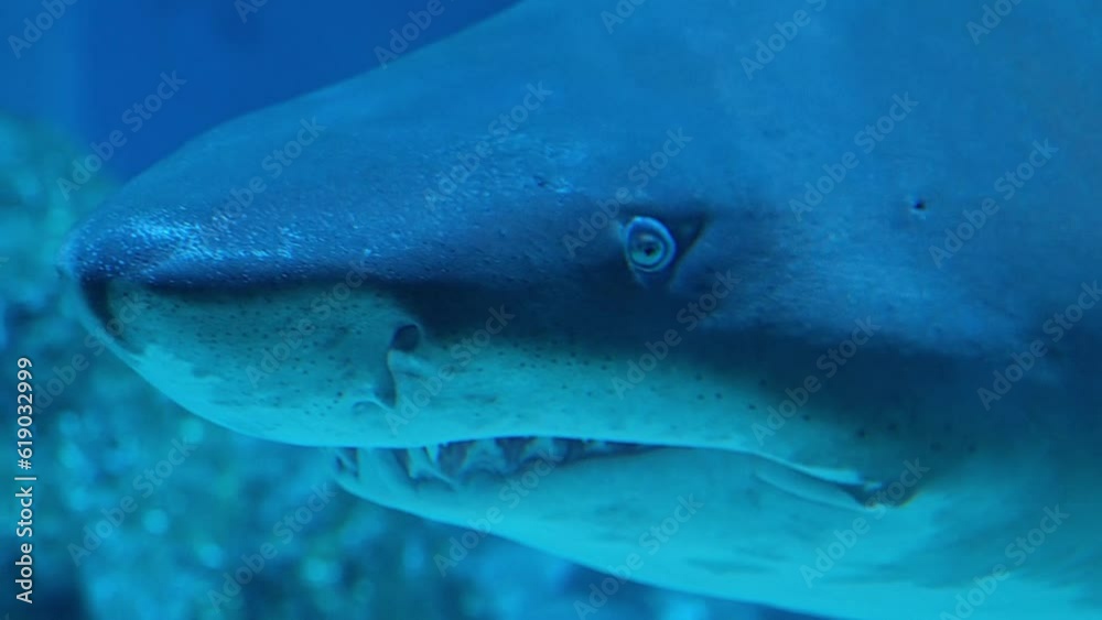Close-up of great white shark swimming underwater. Carcharodon ...