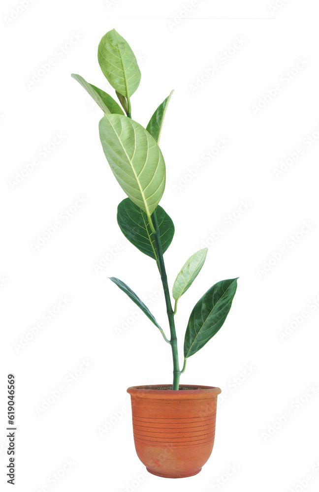 Little Jackfruit tree in flowerpot isolated on transparent background ...