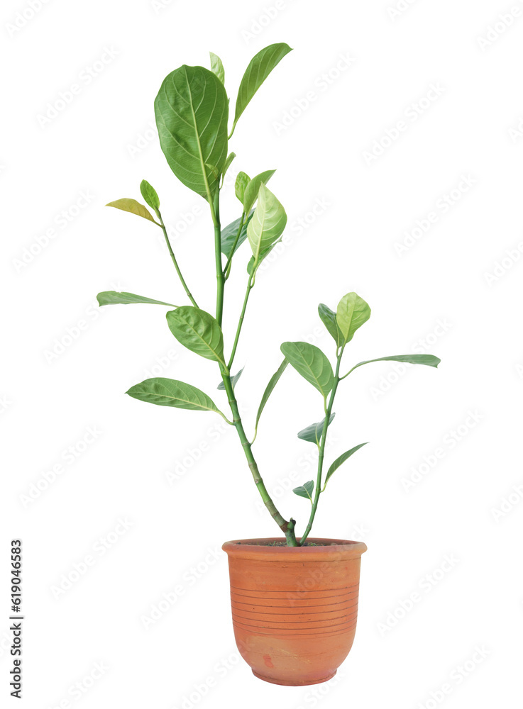 Little Jackfruit tree in flowerpot isolated on transparent background ...