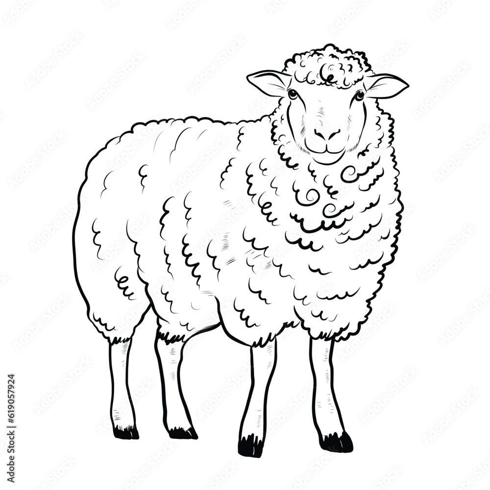 Hand drawn cute sheep farm hand drawn sketch Vector illustration ...
