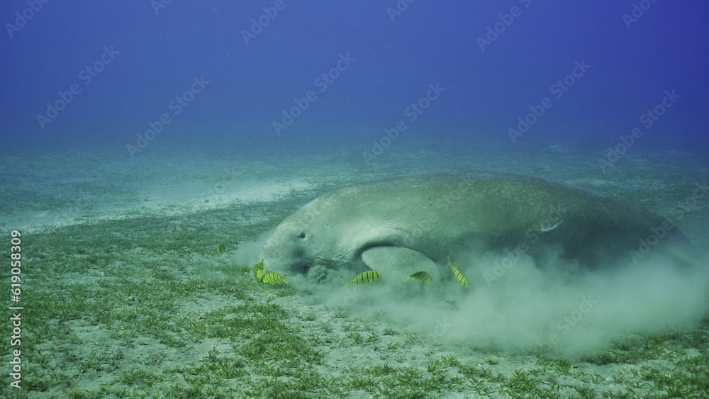 Fotka „Sea Cow eating algae on seagrass meadow. Dugong (Dugong dugon ...