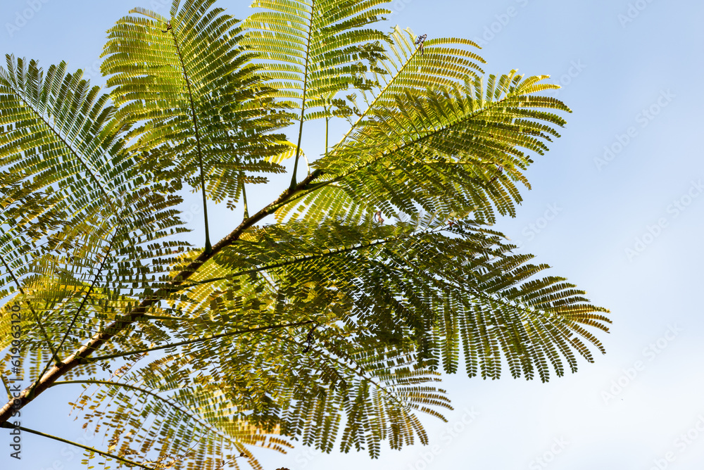 Leaf of Flamboyant, Delonix regia is a species of flowering plant in ...