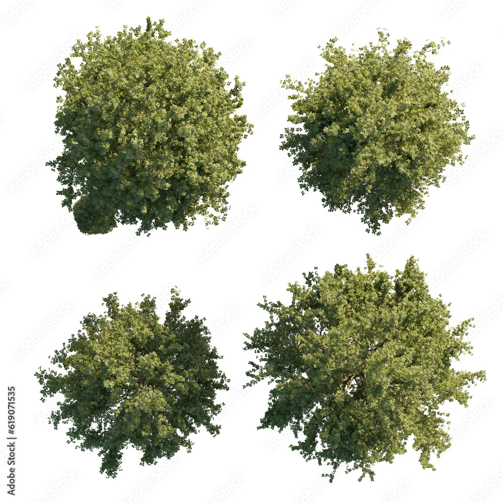 isolated ulmus tree from top view, best use for architecture plan ...