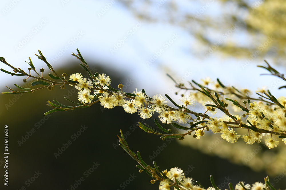 Backlit yellow flowers of Australian native Bent Leaf Wattle Acacia ...