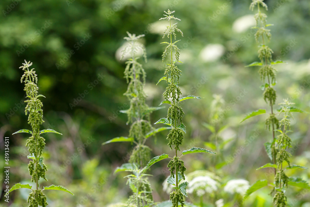 Nettle (lat. Urtica ) is a genus of flowering plants in the Nettle ...