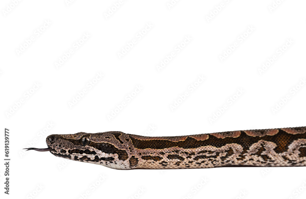 Side view detail of Dumeril's boa aka Acrantophis dumerili snake head ...