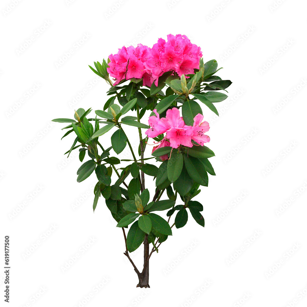 Pink azalea rose flowers, png isolated on transparent background ...