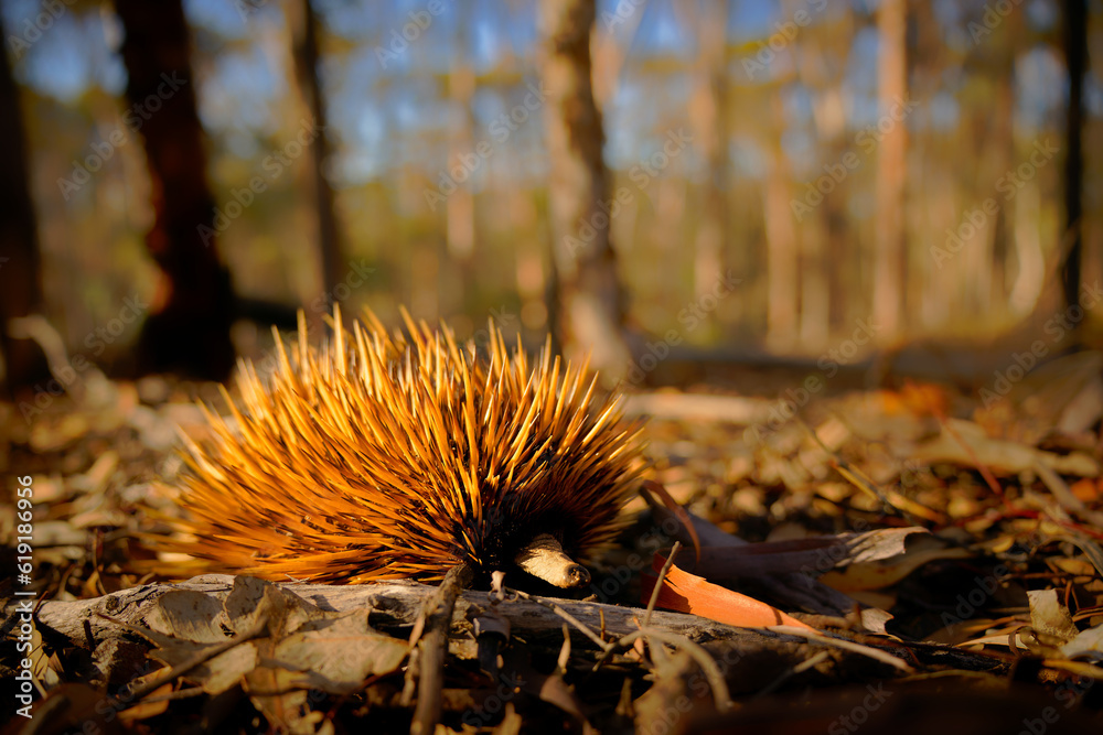 Fotografia do Stock: Tachyglossus aculeatus - Short-beaked Echidna in ...