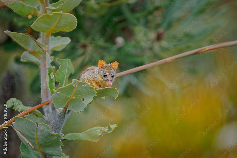 Honey Possum or noolbenger Tarsipes rostratus tiny marsupial feeds on ...