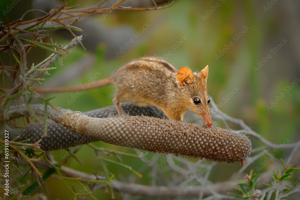 Honey Possum or noolbenger Tarsipes rostratus tiny marsupial feeds on ...