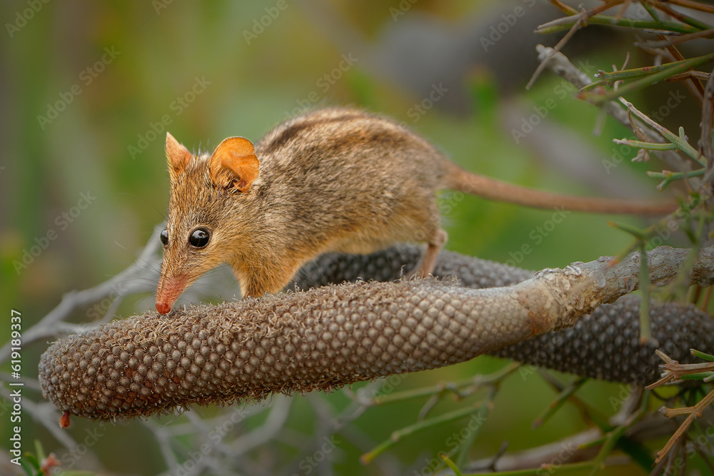 Honey Possum or noolbenger Tarsipes rostratus tiny marsupial feeds on ...