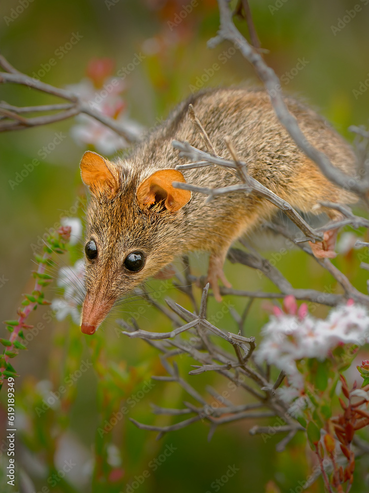 Honey Possum or noolbenger Tarsipes rostratus tiny marsupial feeds on ...