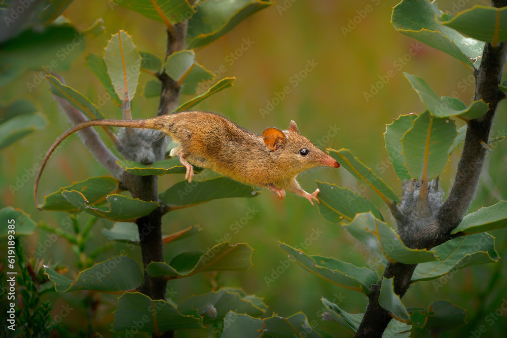 Honey Possum or noolbenger Tarsipes rostratus tiny marsupial feeds on ...