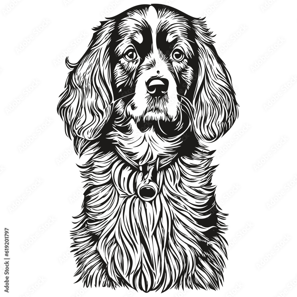 Spaniel Boykin dog line illustration, black and white ink sketch face ...
