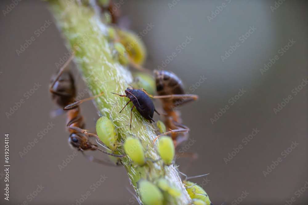 Tiny ants breed aphids. Red-headed ants control and coexist in the ...