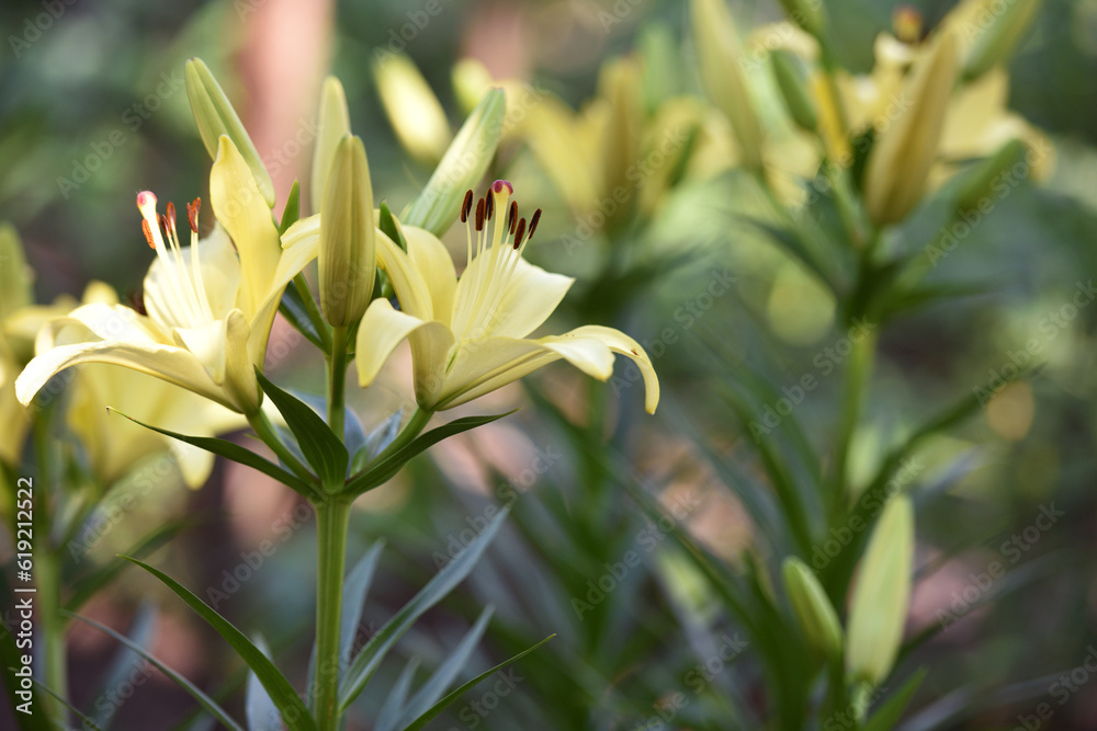 Lilium maculatum Thunb. yellow lily. beautiful lily flower. delicate ...