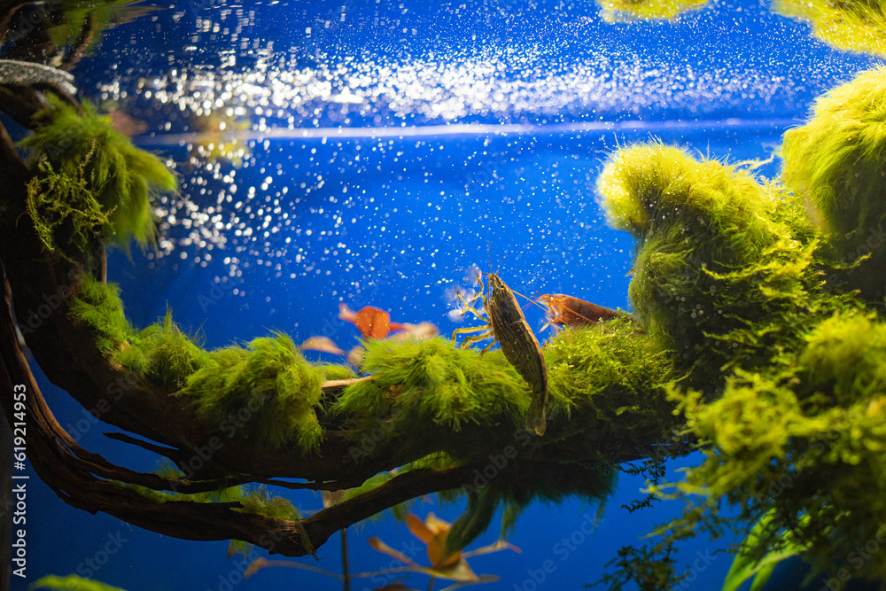 Filter shrimp Atyopsis moluccensis sitting on rattan drift covered with ...
