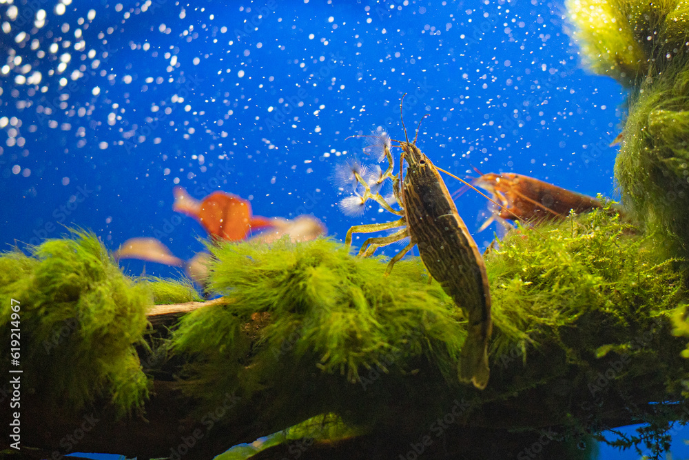 Filter shrimp Atyopsis moluccensis sitting on rattan drift covered with ...