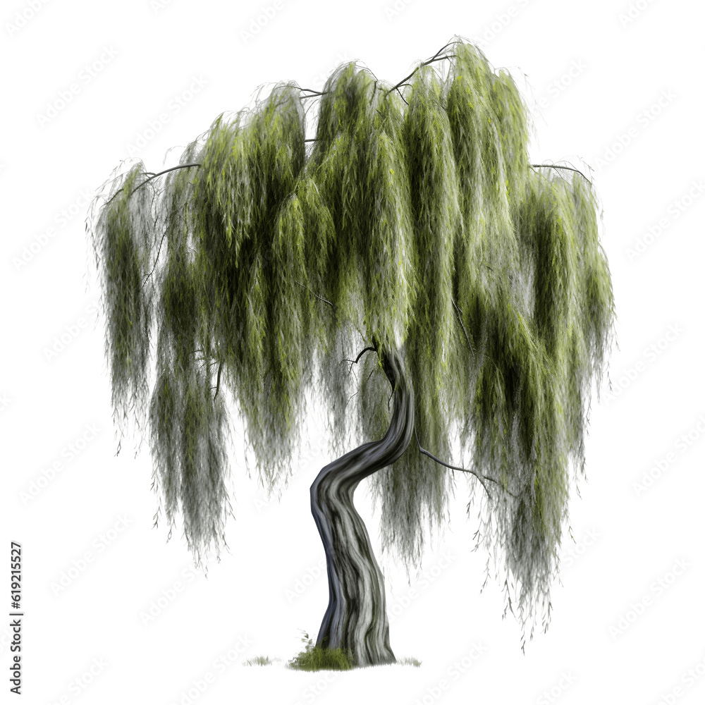 Weeping Willow Tree, detailed front view of tree on transparent ...