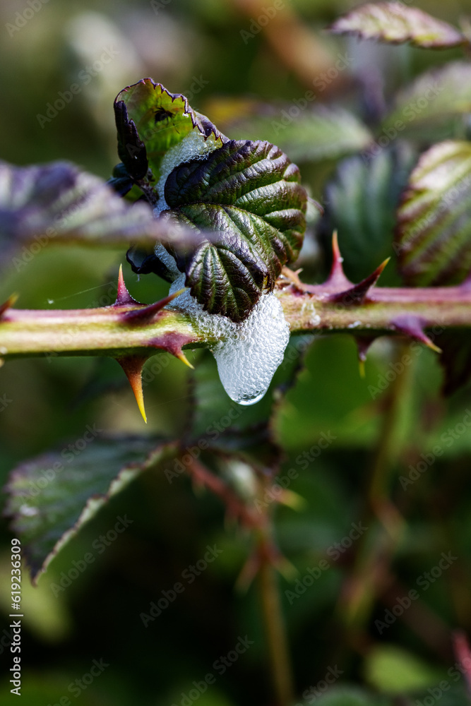 Cuckoo spit made by nymphs of a sap-sucking true bugs froghoppers or ...