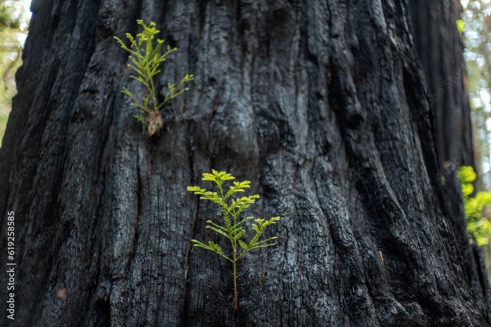 Rebirth of a Redwood tree in the forest after burning. After the fire ...