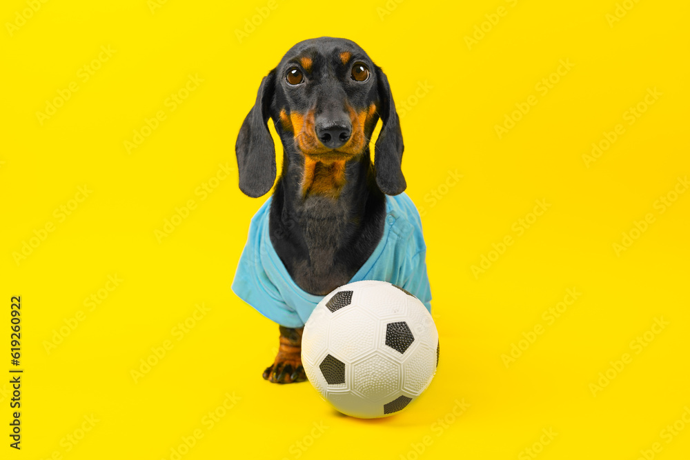 Dog is football fan, player with soccer ball in blue uniform on yellow ...